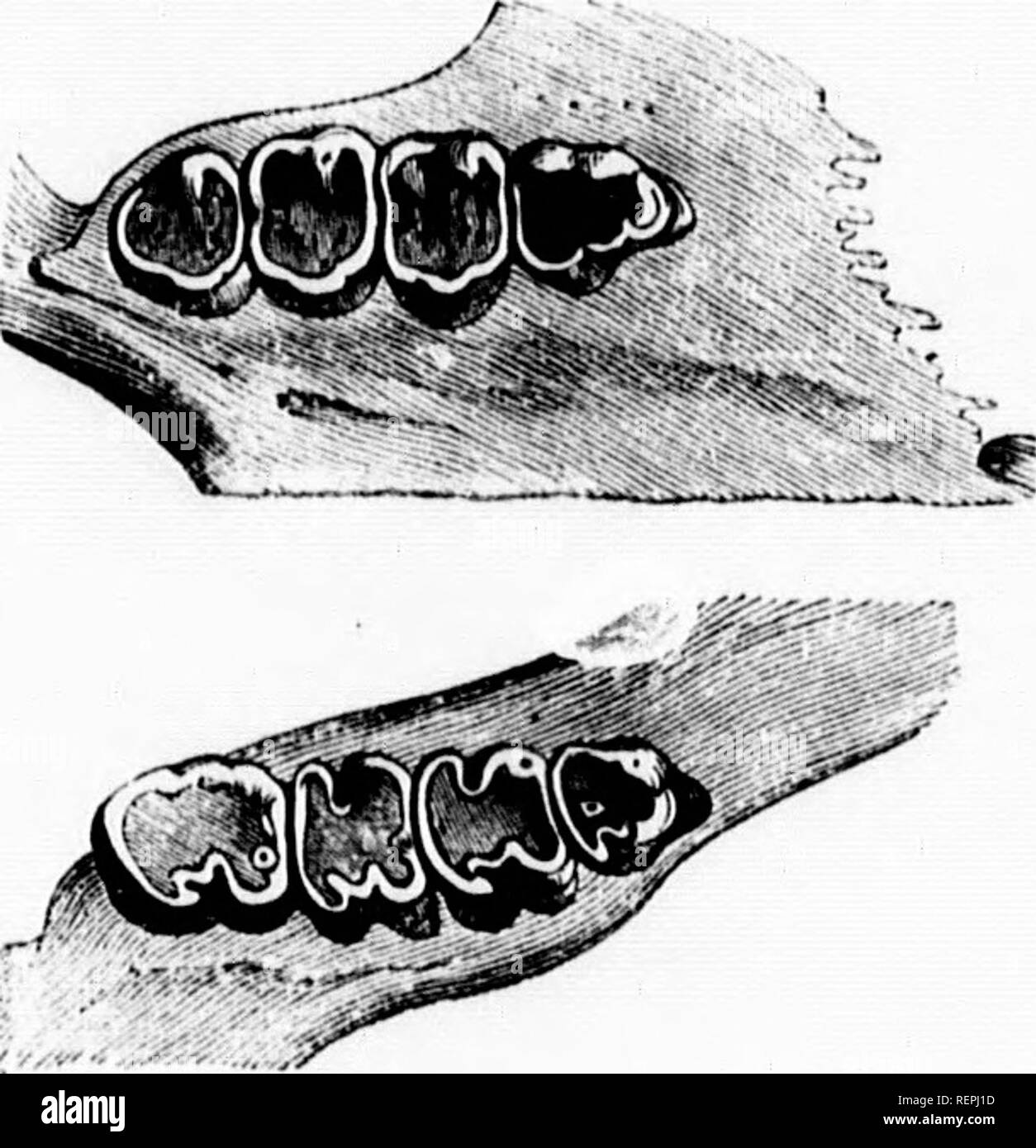 Pieli hi-res stock photography and images - Alamy