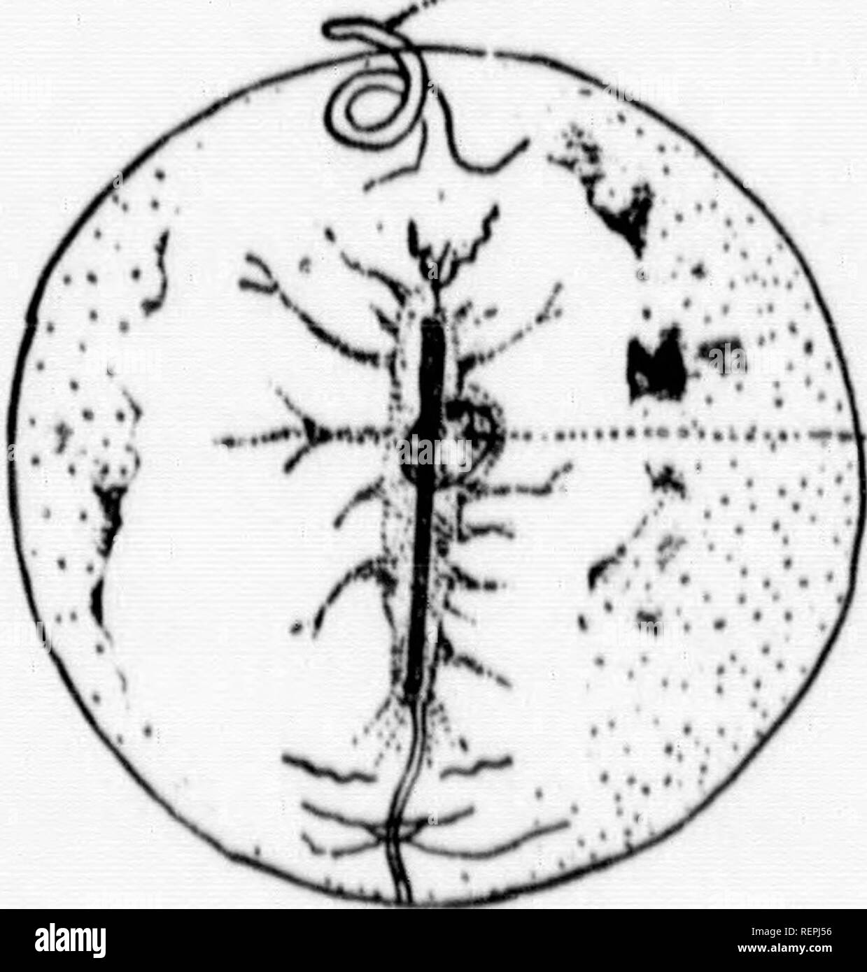 . A textbook of invertebrate morphology [microform]. Invertebrates ...