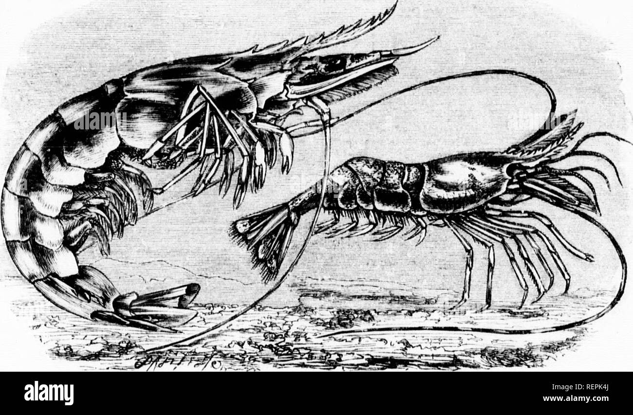 Proon hi-res stock photography and images - Alamy