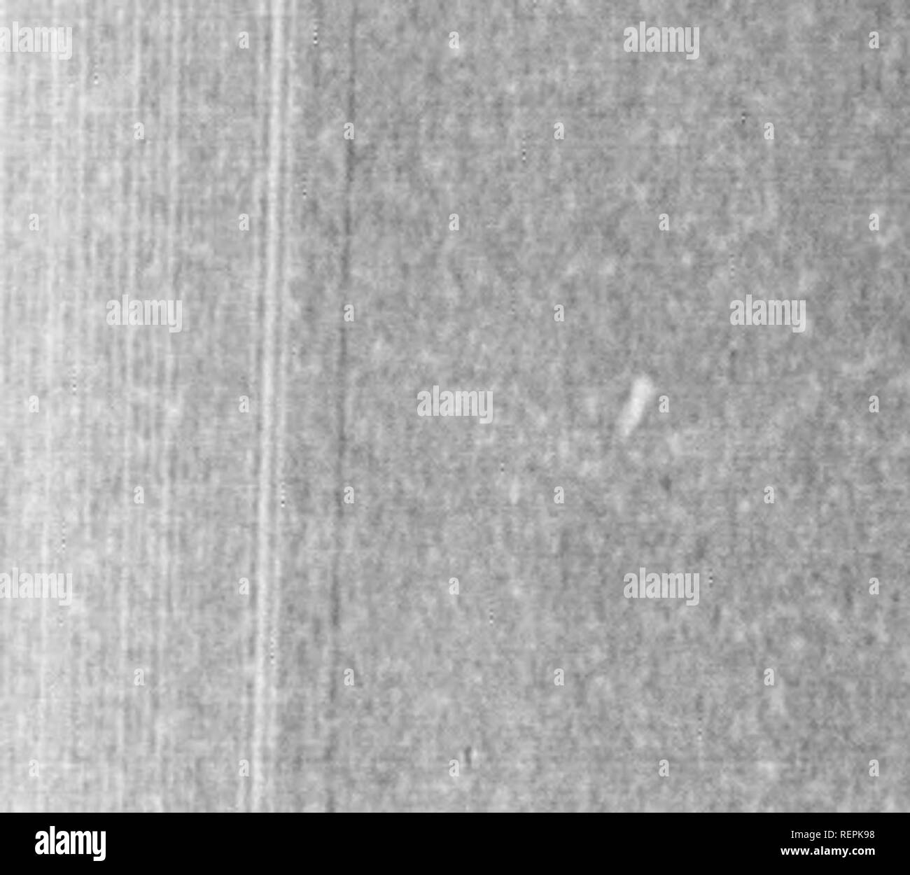 Swollen tree trunk Black and White Stock Photos & Images - Alamy