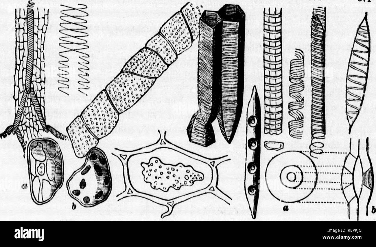 . Class-book of botany [microform] : being outlines of the structure ...