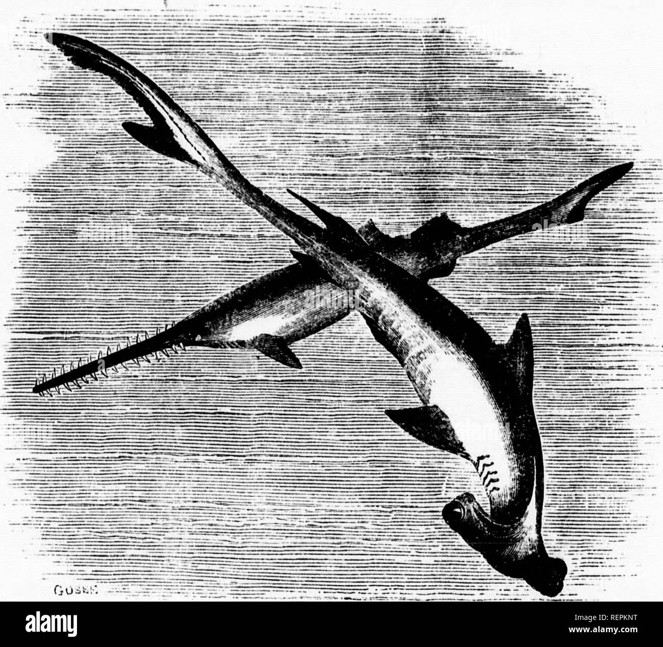 Double headed fish Black and White Stock Photos & Images - Alamy