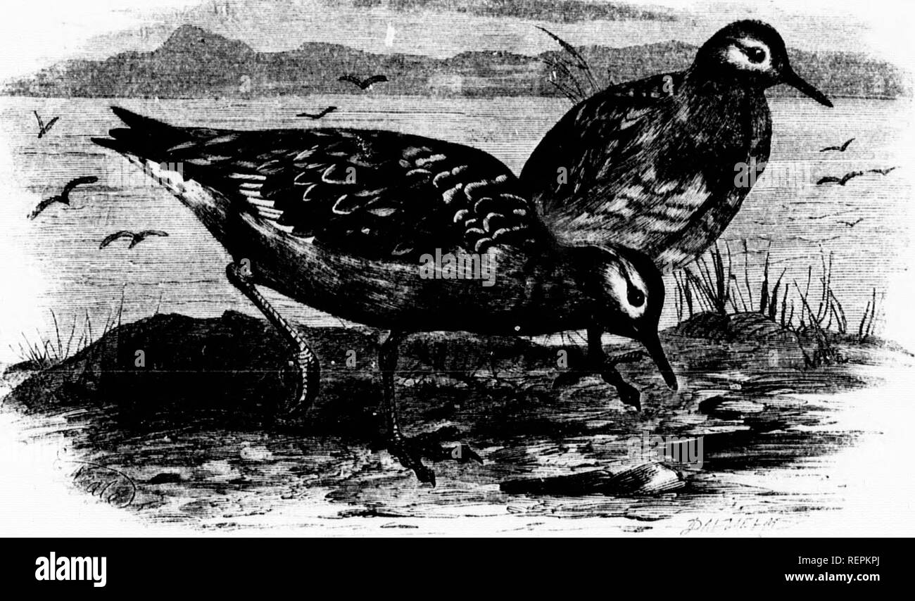 Eat molluscs and insects hi-res stock photography and images - Alamy