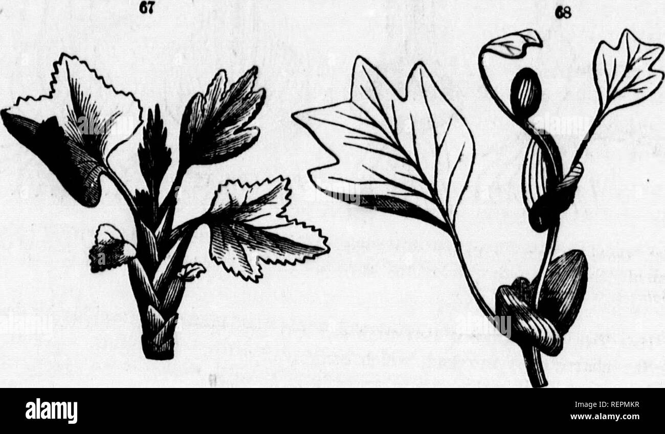 . Class-book of botany [microform] : being outlines of the structure ...