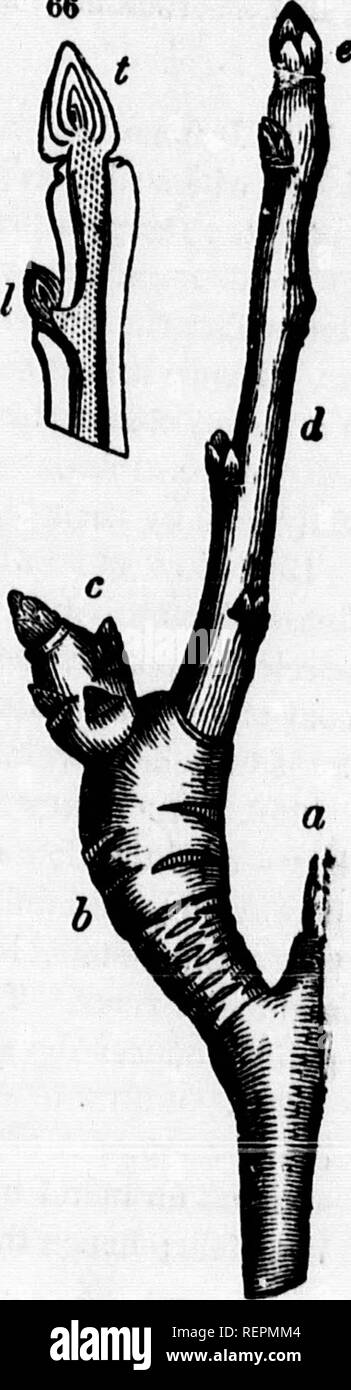 Axillary bulb hi-res stock photography and images - Alamy