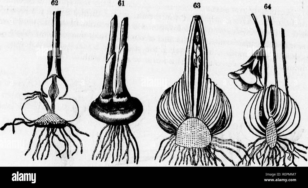 . Class-book of botany [microform] : being outlines of the structure ...