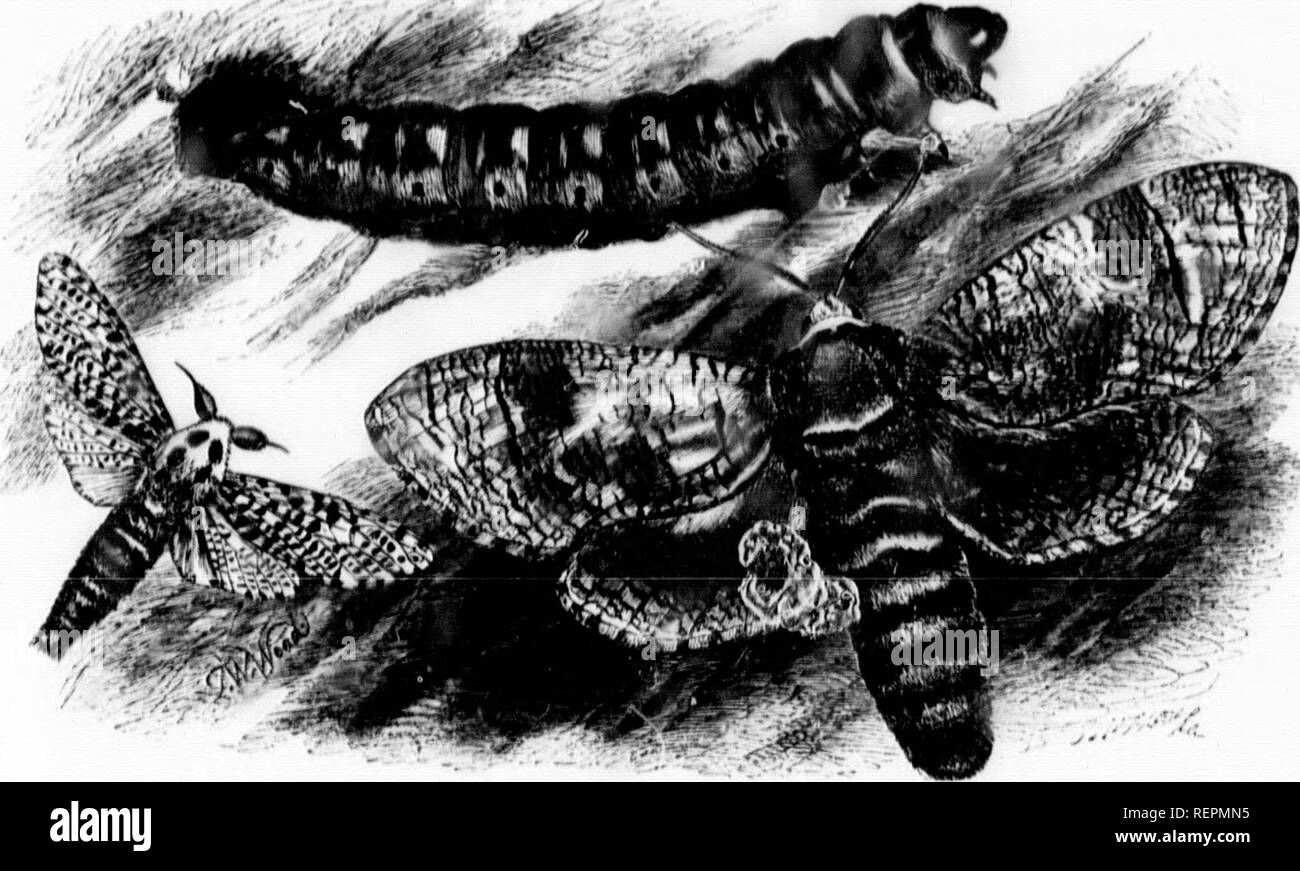 Male ghost moth hi-res stock photography and images - Alamy