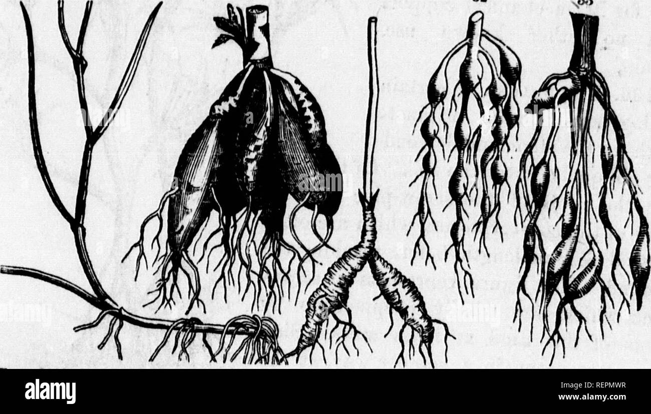 Napiform root Black and White Stock Photos & Images - Alamy