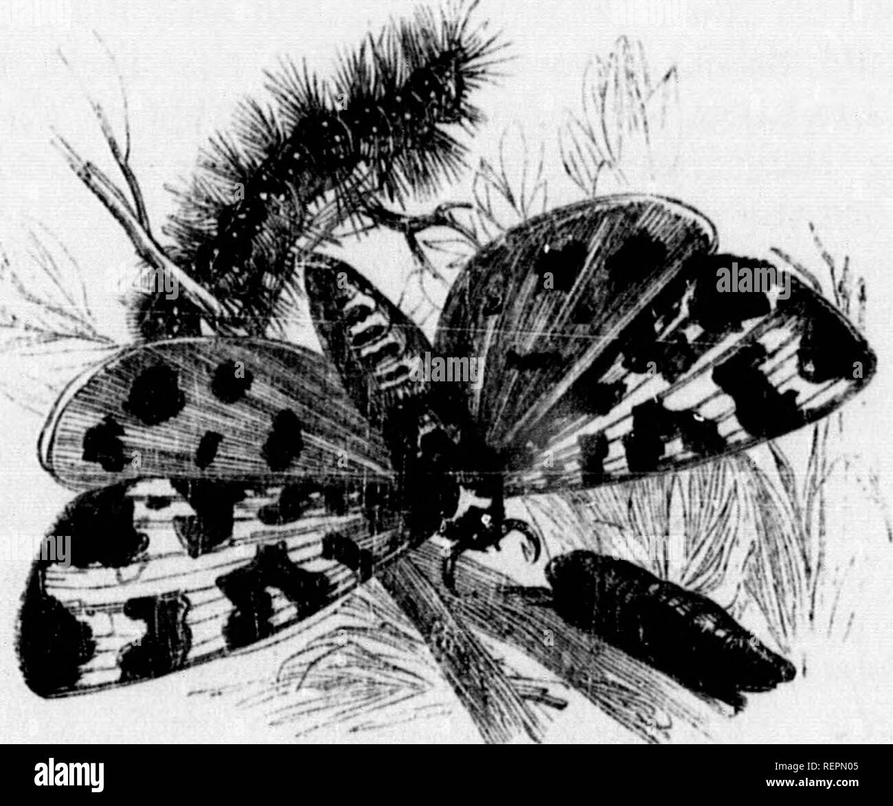 Woolly mouse Black and White Stock Photos & Images - Alamy