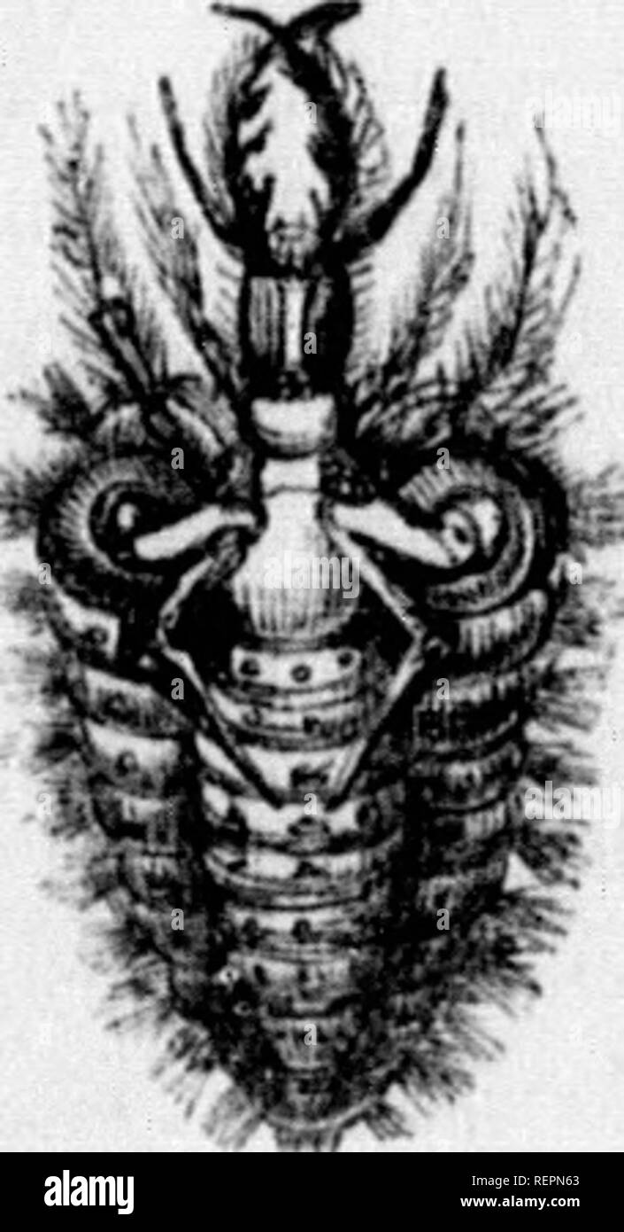 Digs for insects Black and White Stock Photos & Images - Alamy