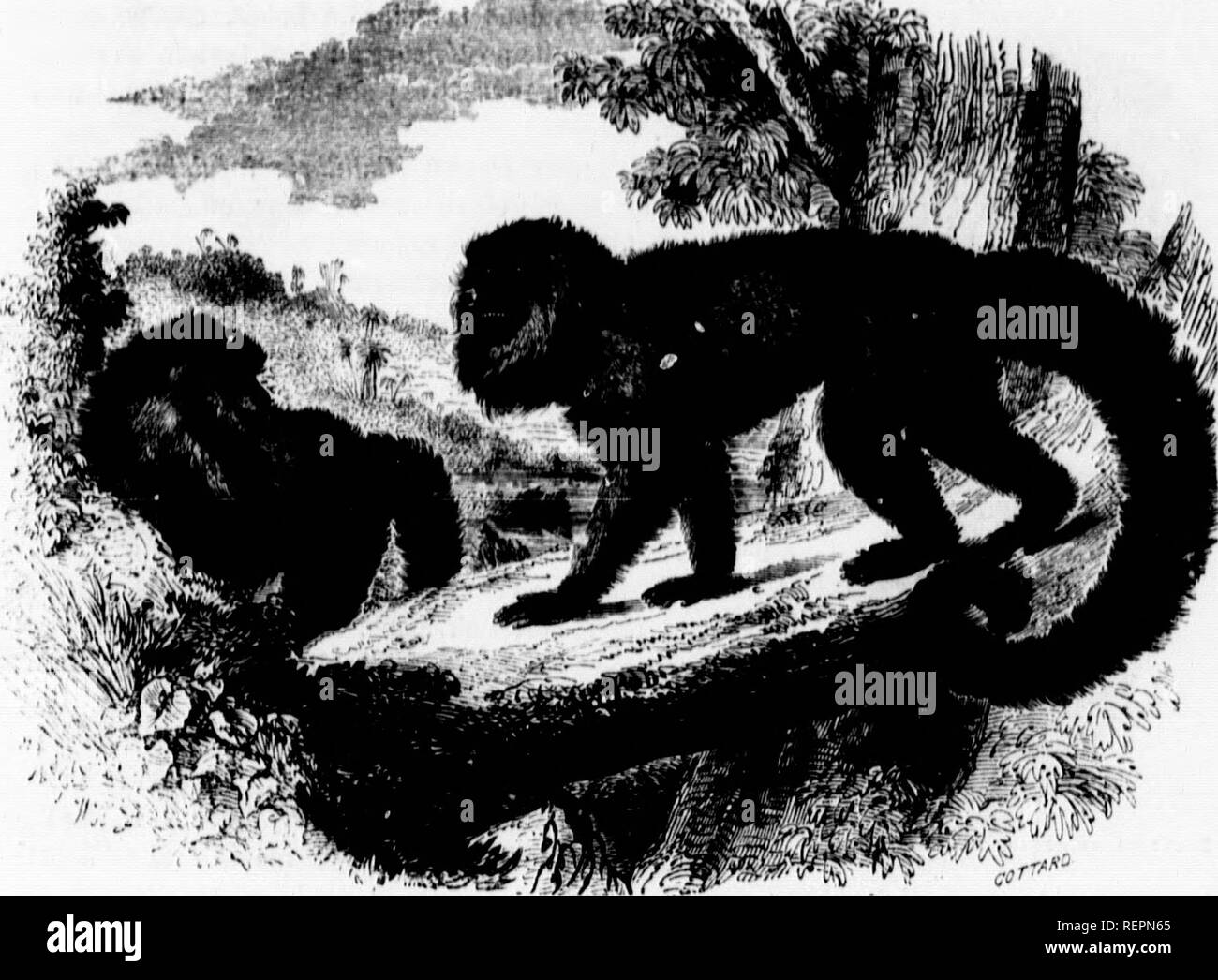Os taille hi-res stock photography and images - Alamy