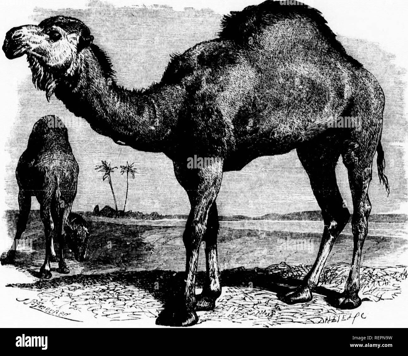 Mammals of java Black and White Stock Photos & Images - Alamy