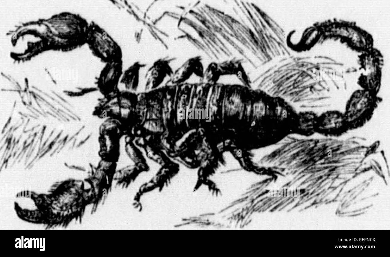 . The illustrated natural history [microform]. Natural history ...