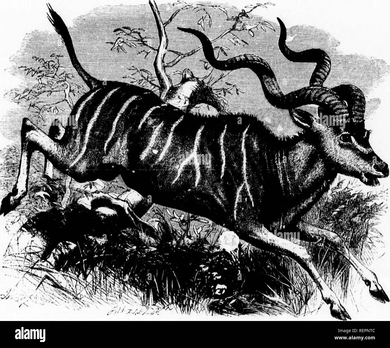 Cape of good hope to northern borders hi-res stock photography and ...