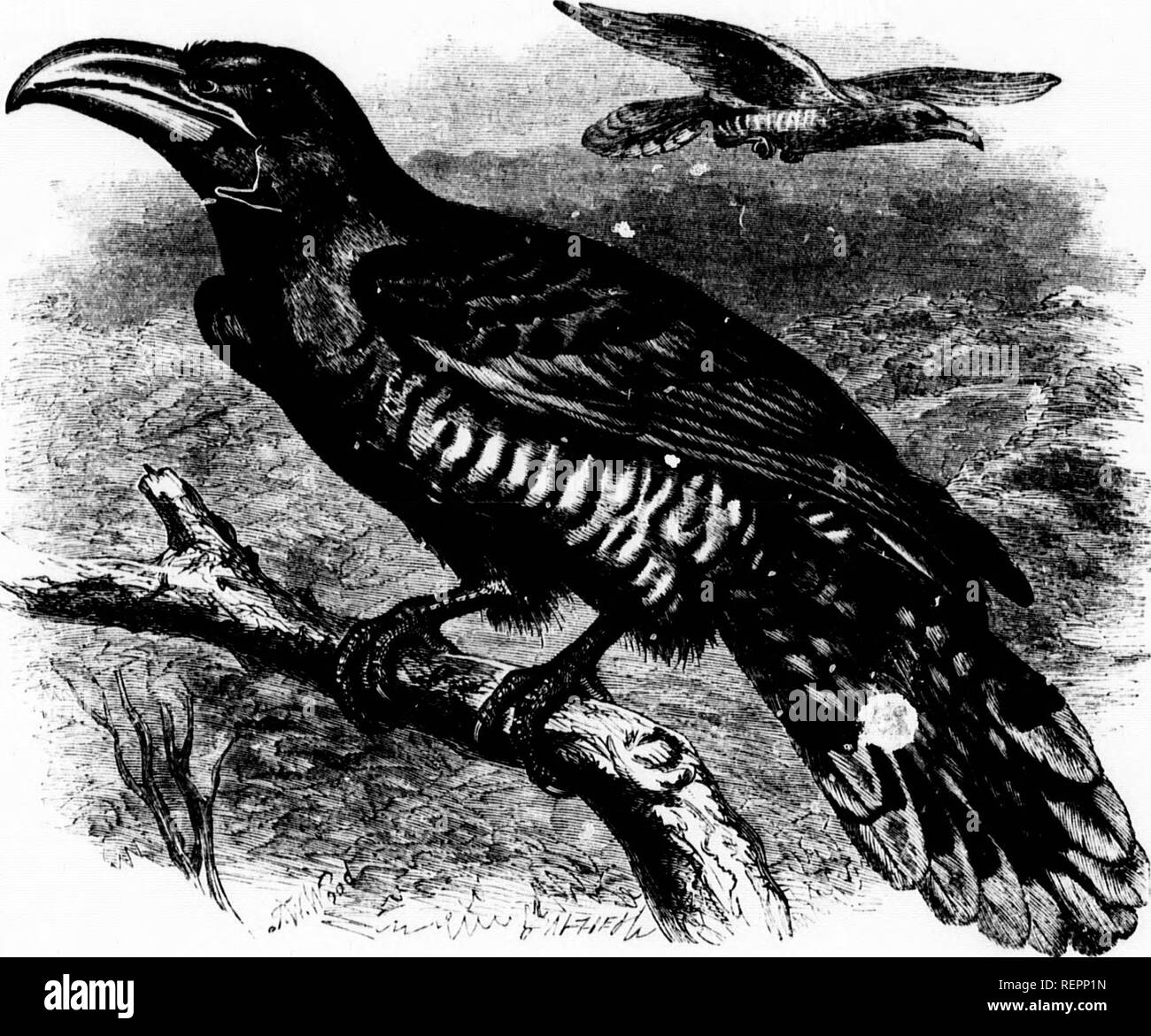 Two wounded birds Black and White Stock Photos & Images - Alamy