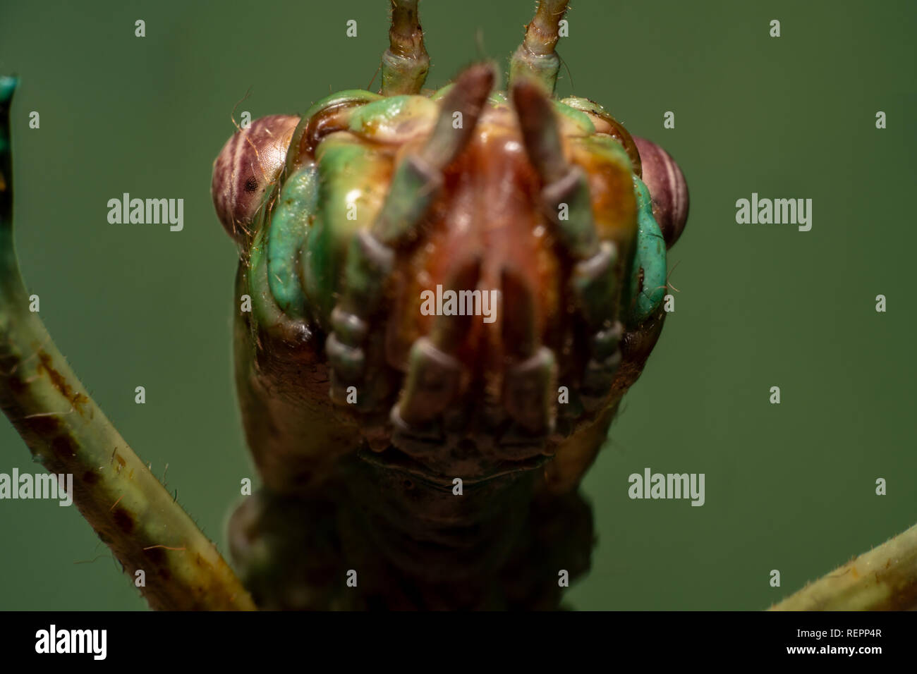 Super close/macro head shot of a Phasmids green stick insect bottom up ...