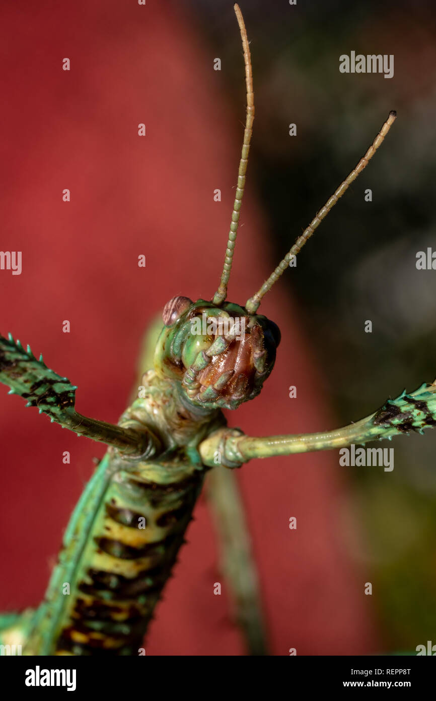 Phasmids green stick insect bottom up view with its antennas up, red ...