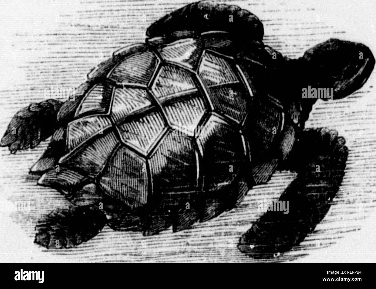 Awkward Turtle Drawing