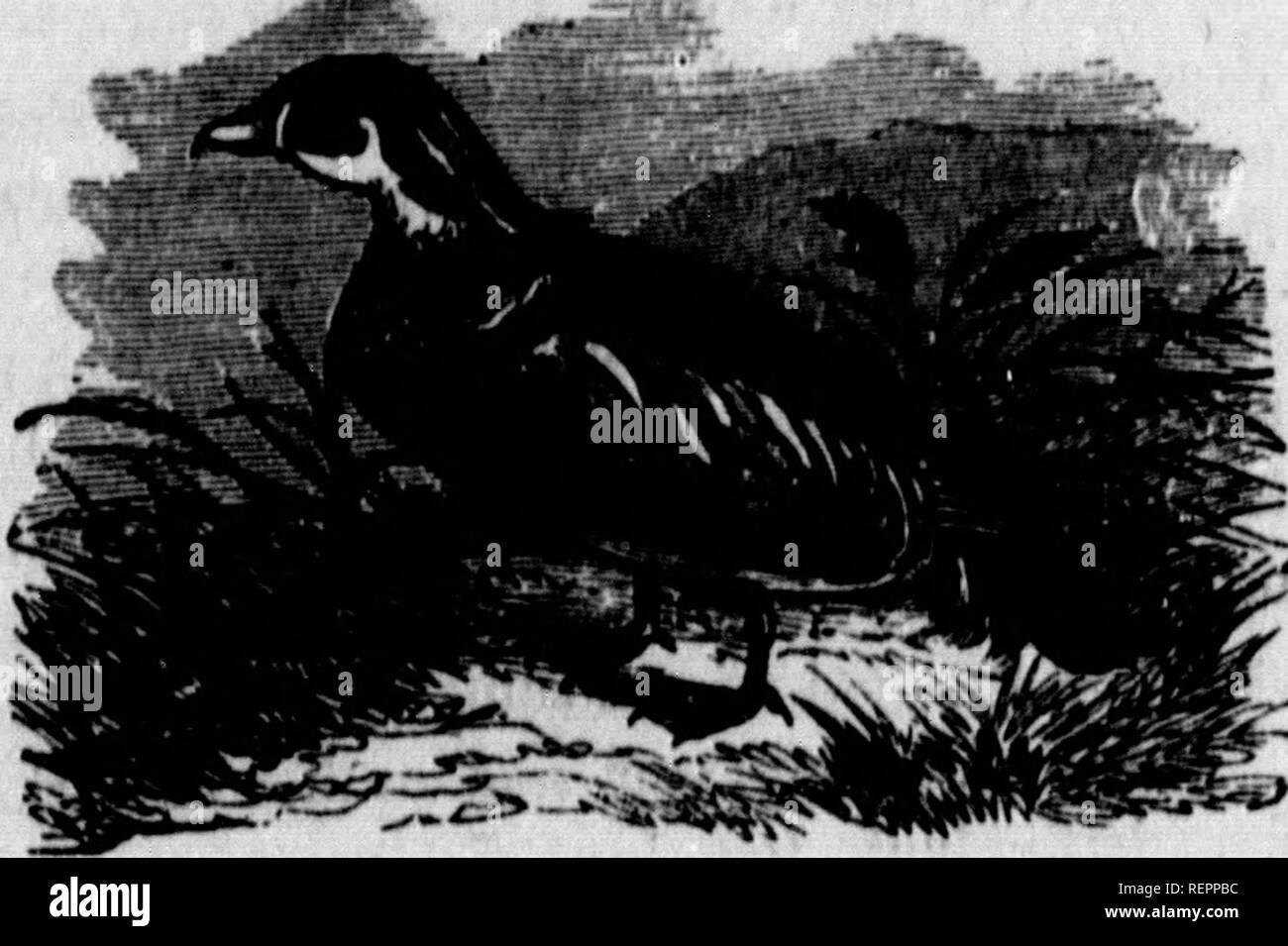 Juno bird hi-res stock photography and images - Alamy