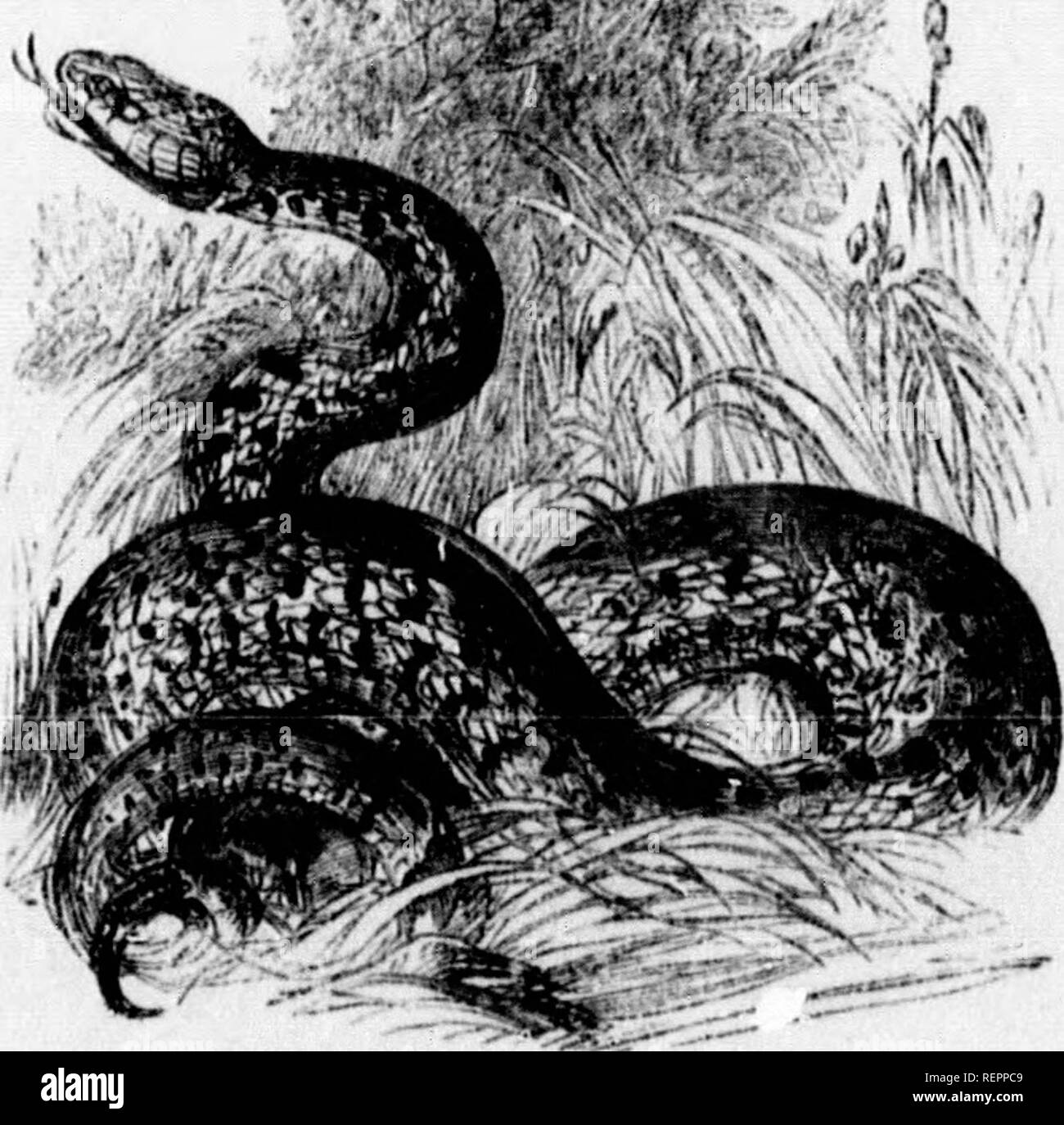 . The illustrated natural history [microform]. Natural history ...