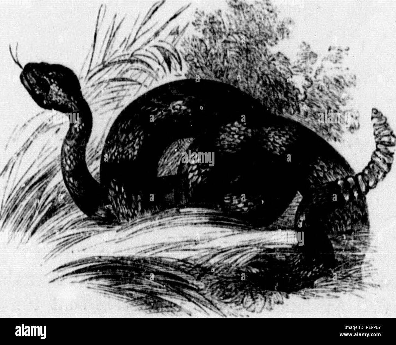 Durus Black and White Stock Photos & Images - Alamy