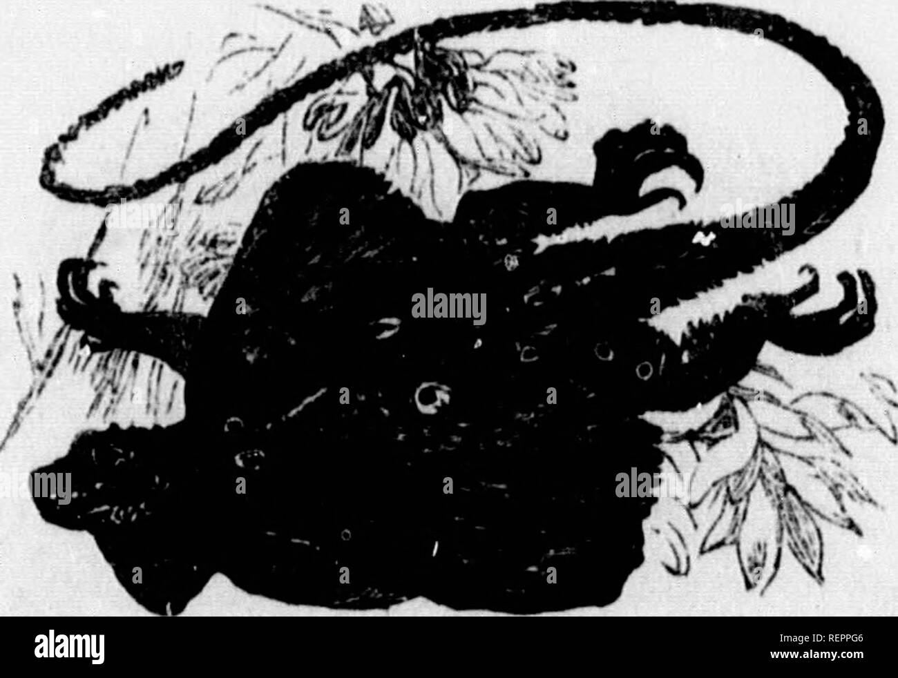 Draco lizard flying Black and White Stock Photos & Images - Alamy