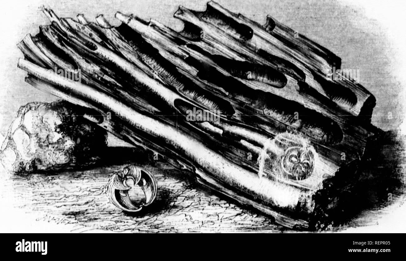 Teredo worm hi-res stock photography and images - Alamy