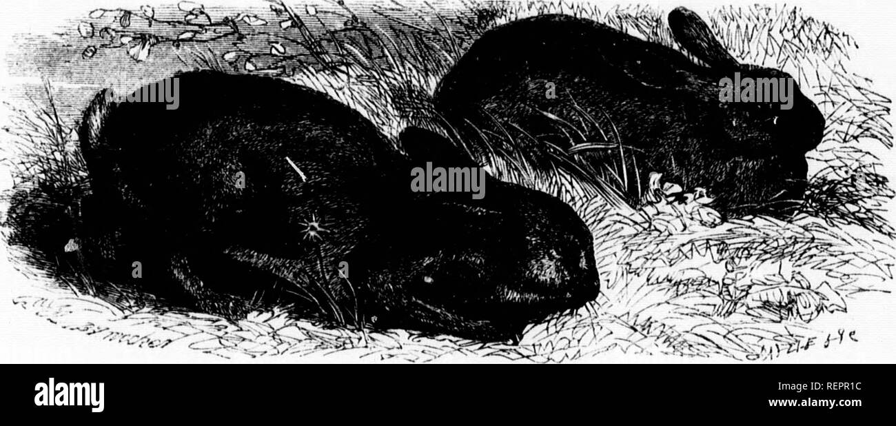 Rapacious Black and White Stock Photos & Images - Alamy