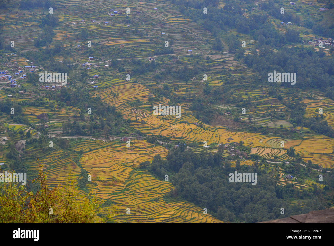 Golden terraced rice or paddy field in Nepal Himalayas mountains Stock ...