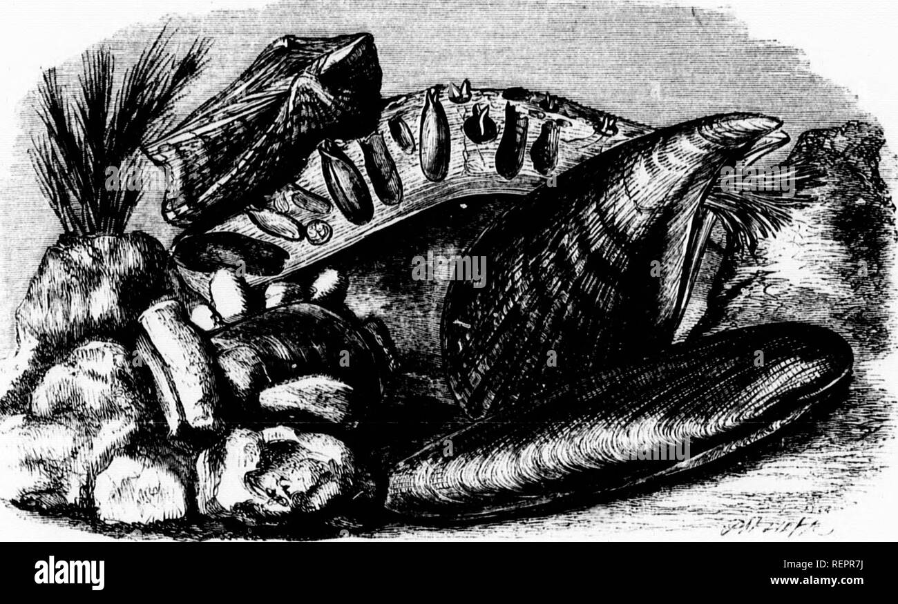 A singular shell hi-res stock photography and images - Alamy