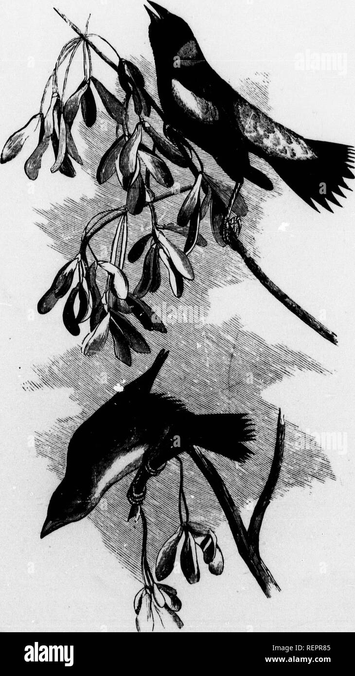 Bini images Black and White Stock Photos & Images - Alamy