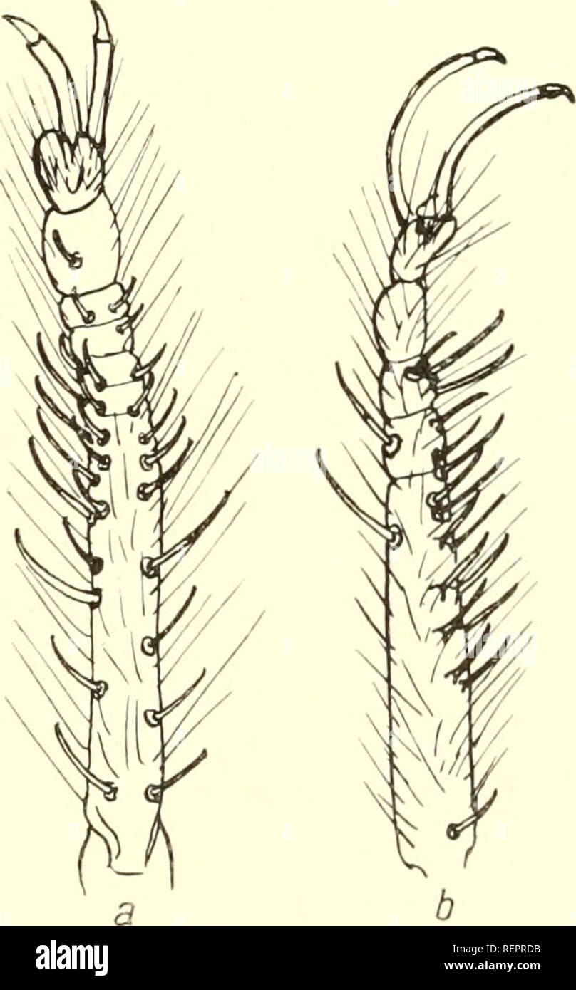 B judaica hi-res stock photography and images - Alamy