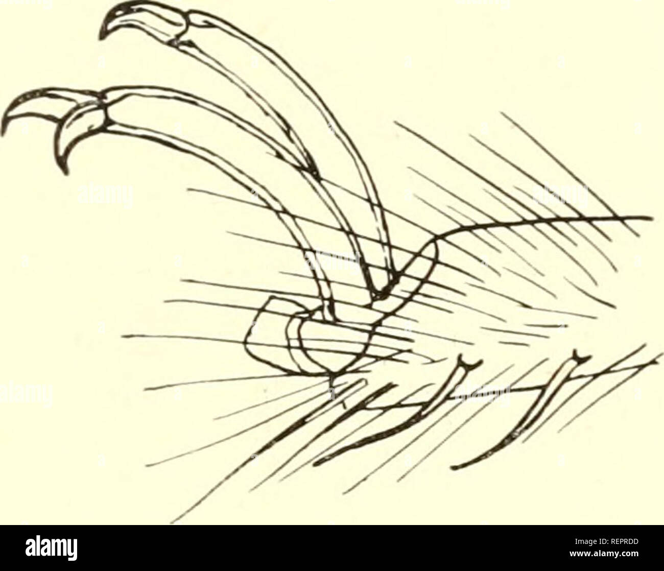 Cheliceren hi-res stock photography and images - Alamy