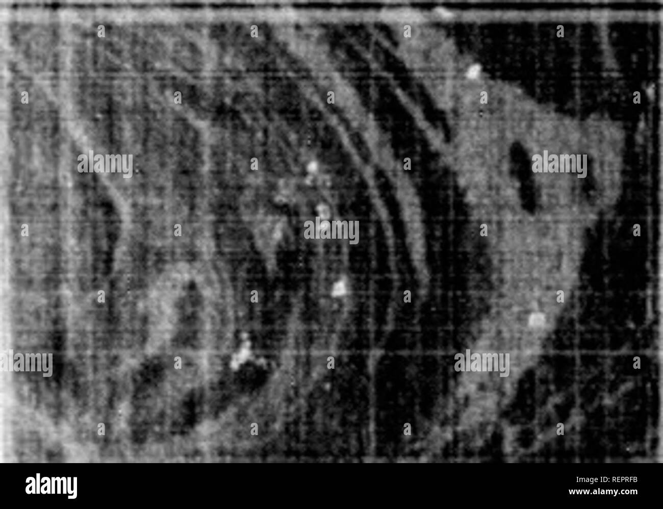 Oyster shell window Black and White Stock Photos & Images - Alamy