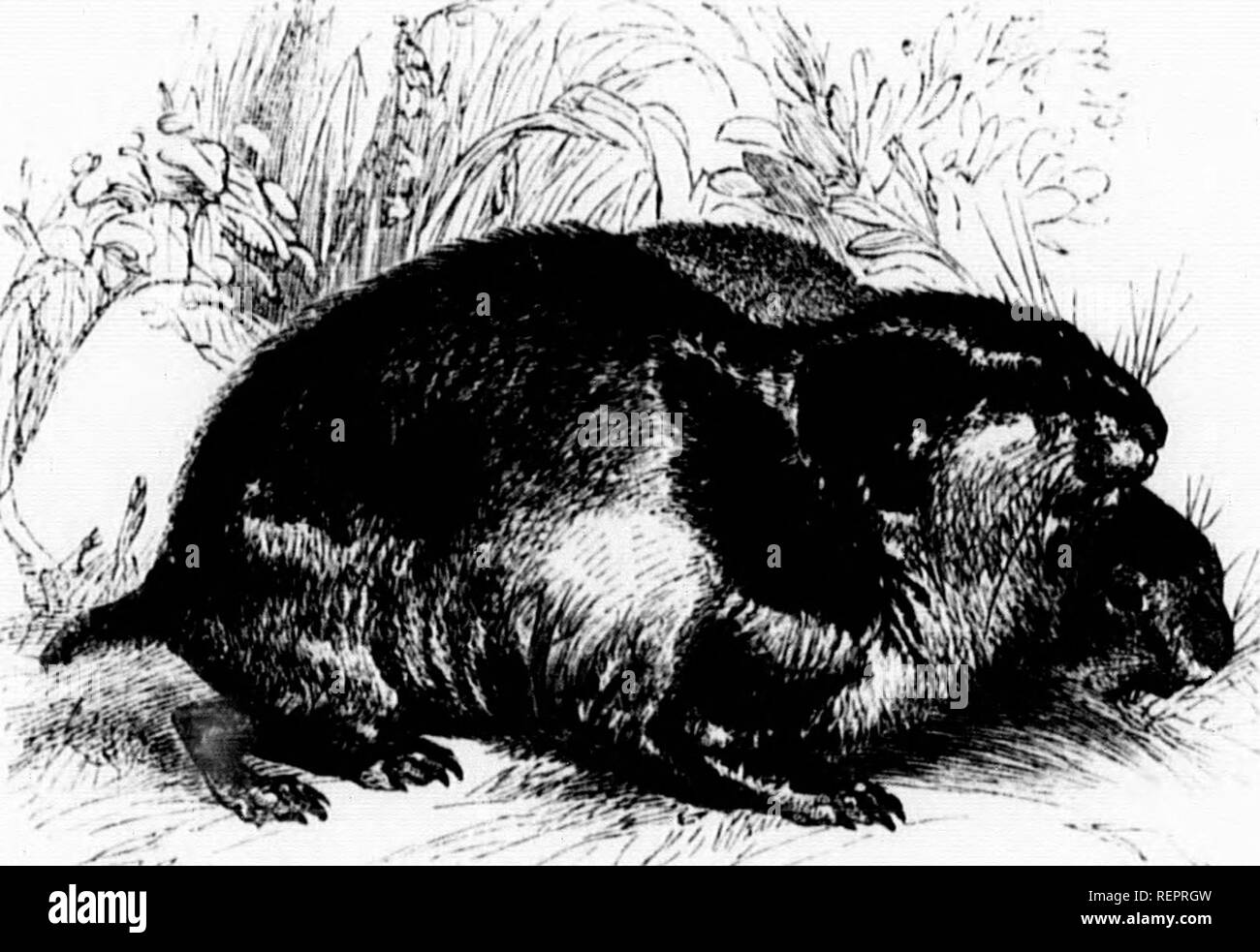 Lemming Black and White Stock Photos & Images - Alamy
