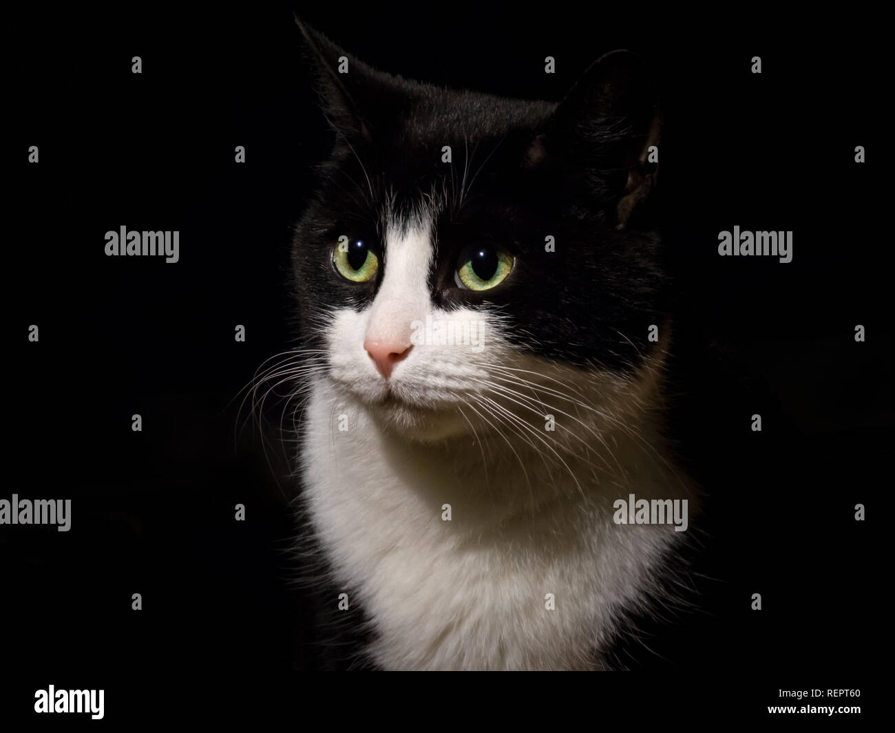 Beautiful black cat close up hi-res stock photography and images - Alamy