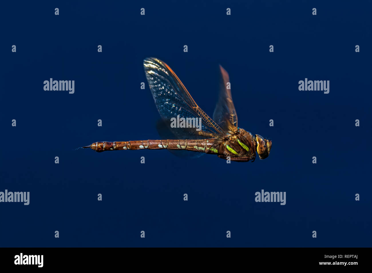 Dragonfly flying wings hi-res stock photography and images - Alamy