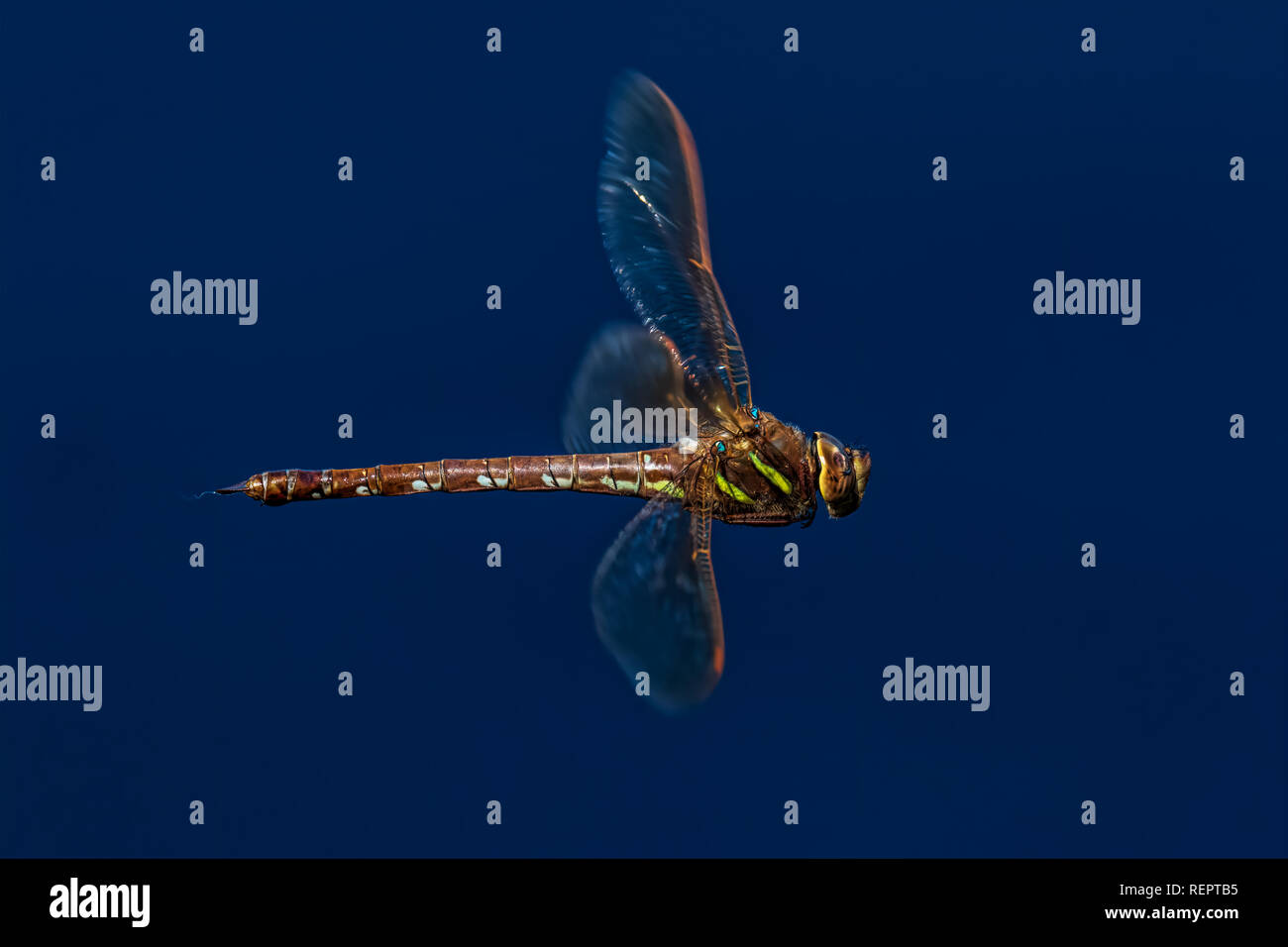 Closeup dragonfly wings hi-res stock photography and images - Alamy