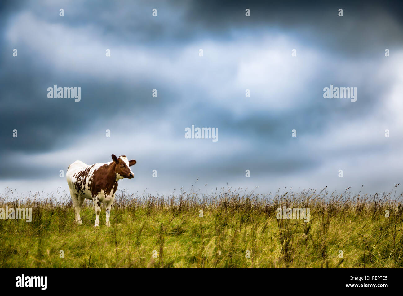 Animals with storm clouds hi-res stock photography and images - Alamy