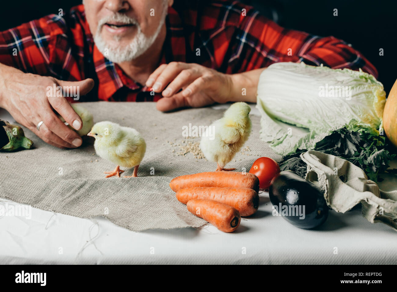 Worker holding chickens hi-res stock photography and images - Alamy