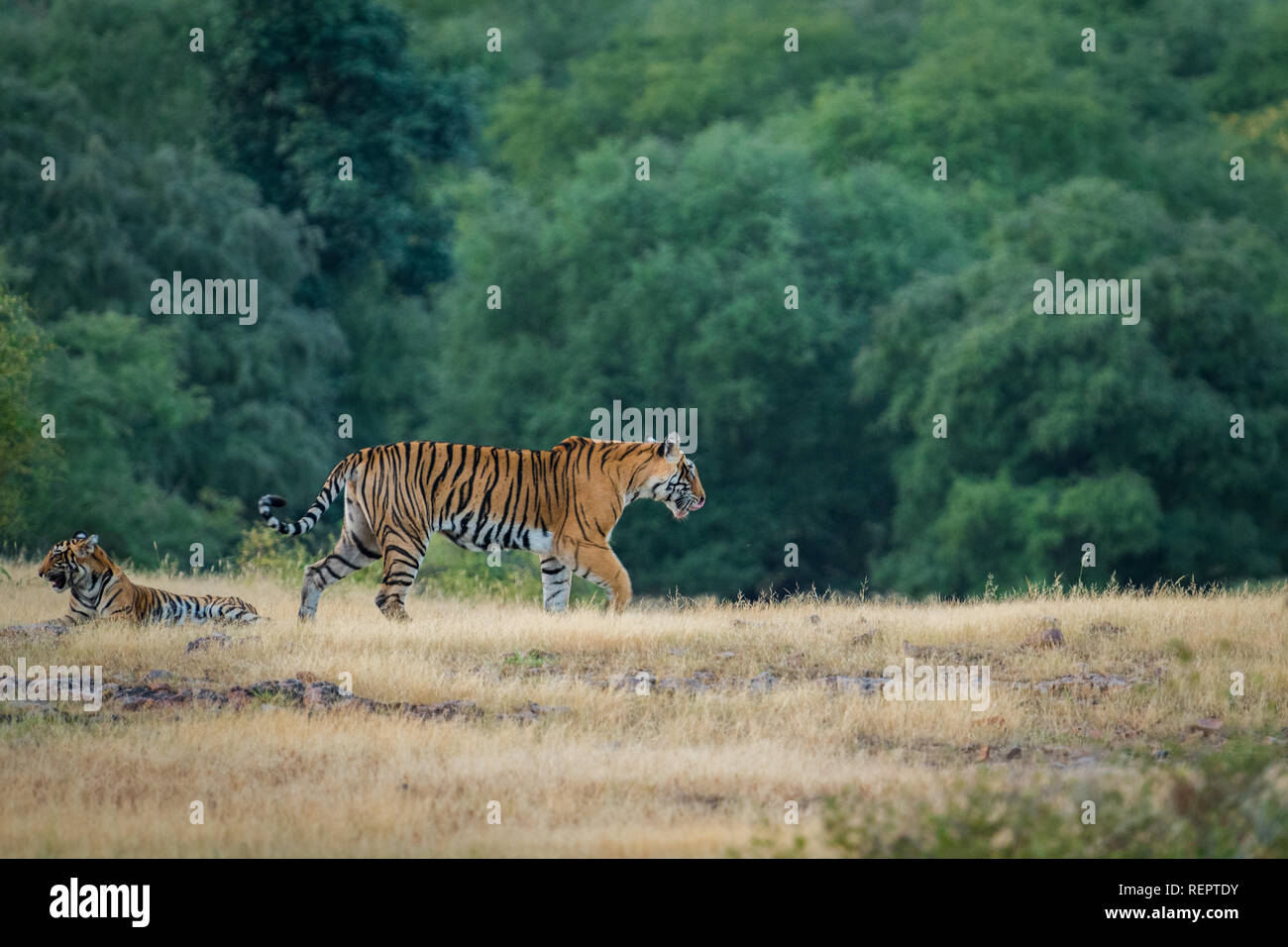 Bengal tiger cub family hi-res stock photography and images - Alamy