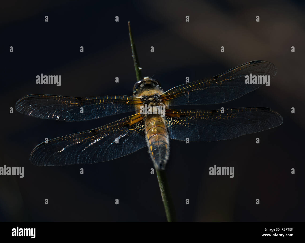 Dragonfly straw hi-res stock photography and images - Alamy