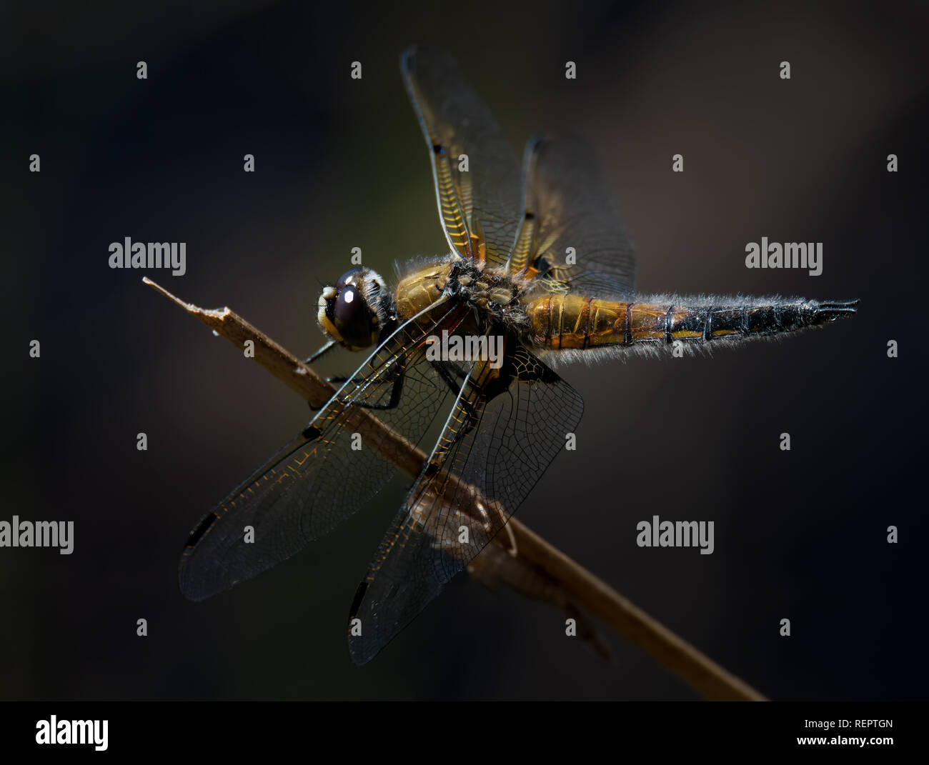 Dragonfly straw hi-res stock photography and images - Alamy