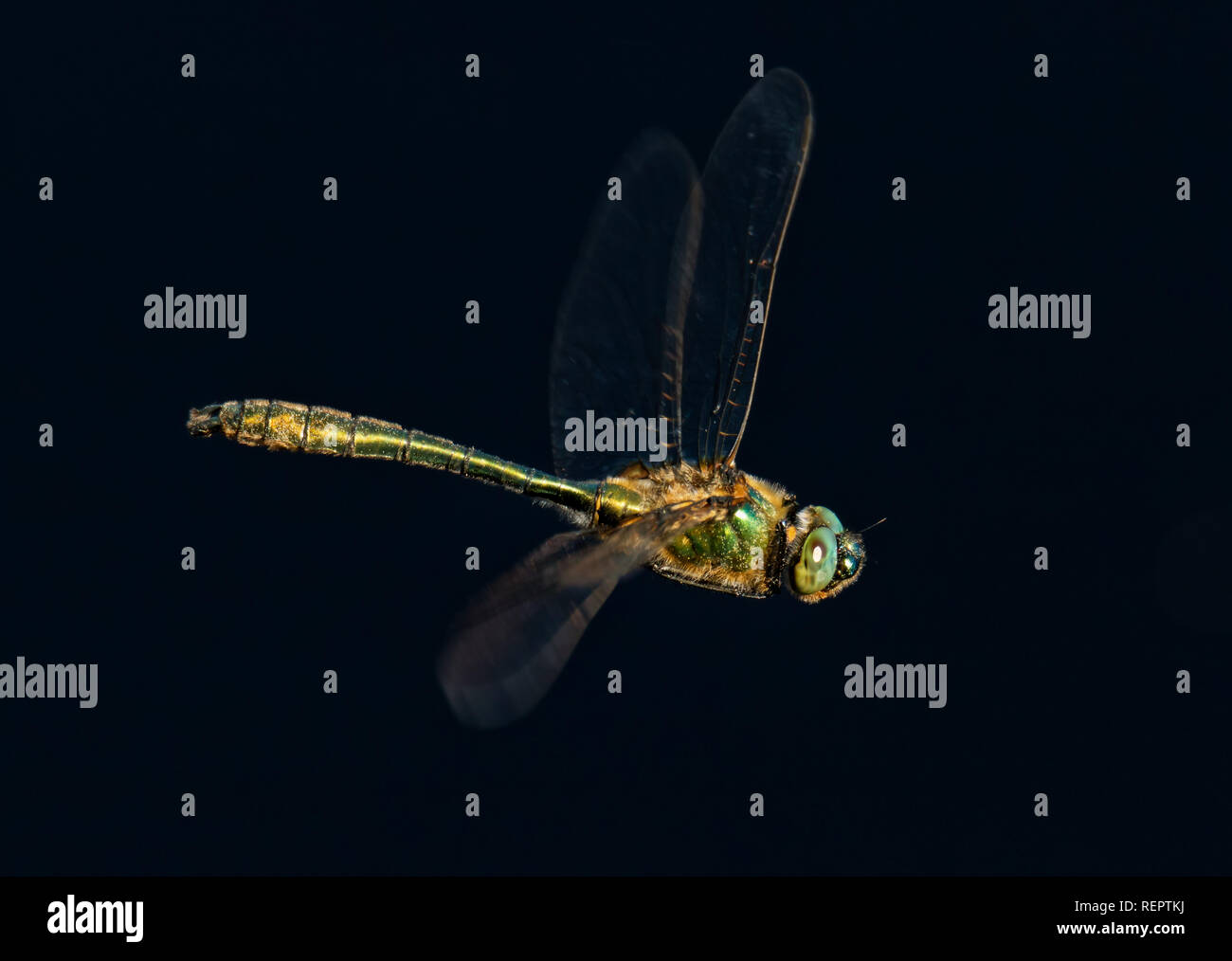 Dragonfly flying wings hi-res stock photography and images - Alamy