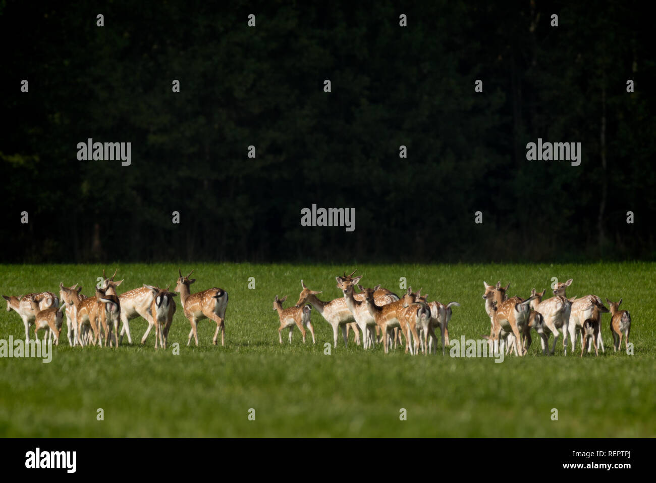 Whitetail deer buck field hi-res stock photography and images - Alamy