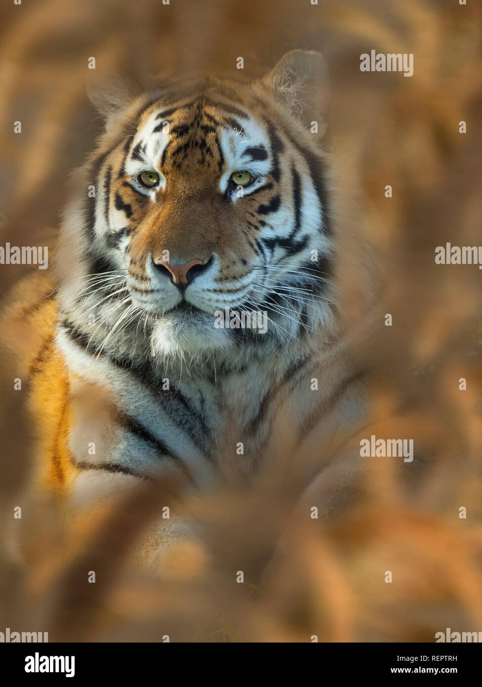 Siberian tiger Panthera tigris tigris or Amur tiger Stock Photo - Alamy