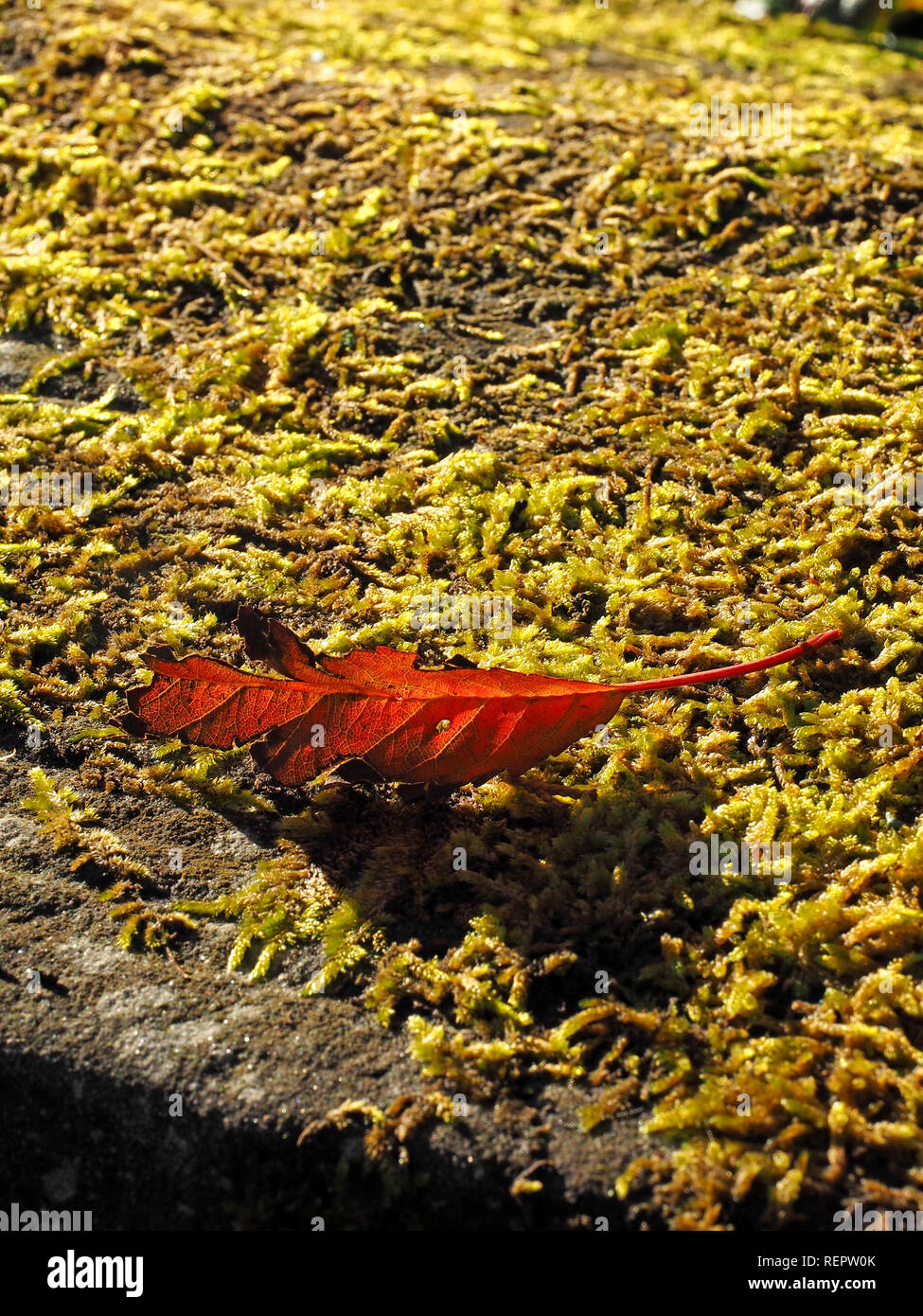 Coping stone hi-res stock photography and images - Alamy