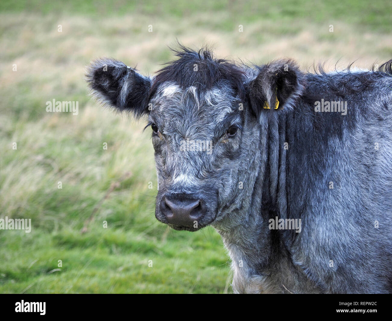 Young Blue Grey beef bullock (originally bred by crossing White ...