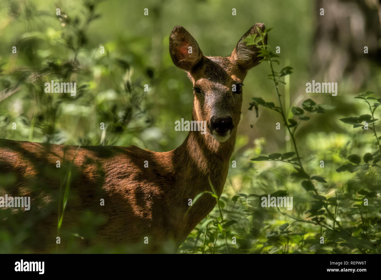 Roe Buck Doe Summer High Resolution Stock Photography and Images - Alamy
