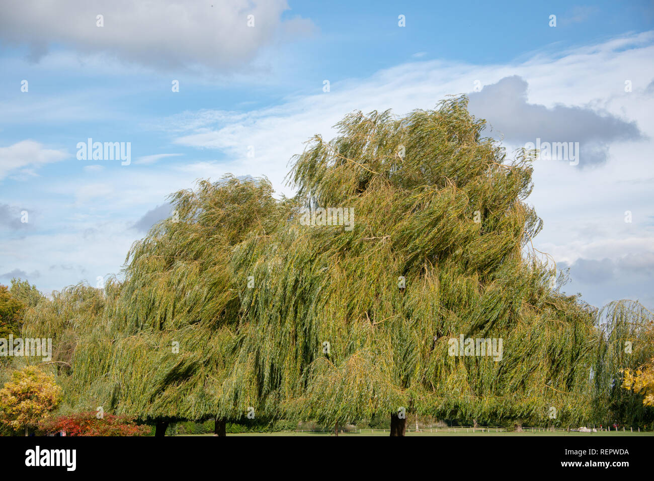 beautiful willow trees blowing in the wind Stock Photo - Alamy